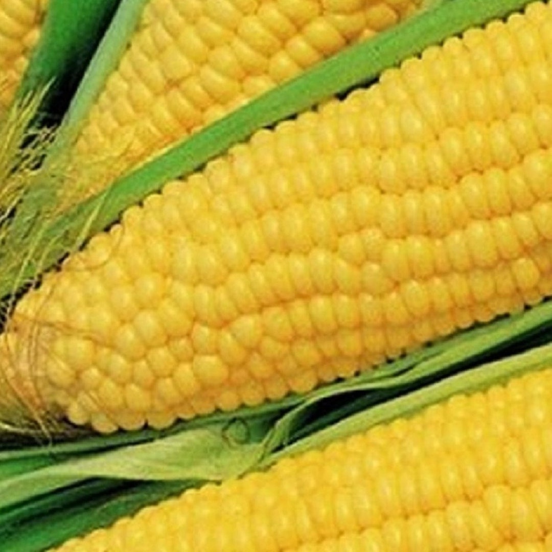 Truckers Favorite Corn Seeds | NON-GMO Corn Seeds | Fresh Heirloom ...