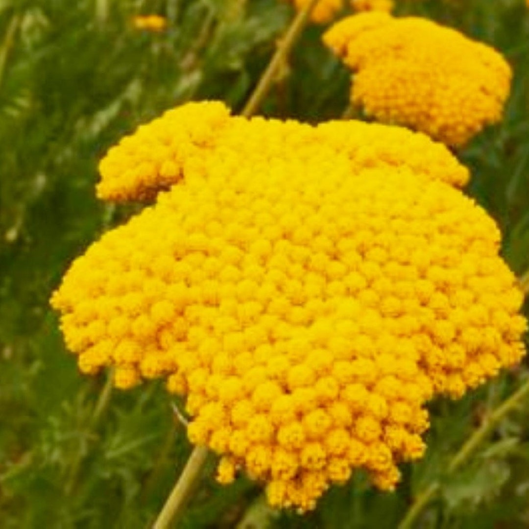 Golden Yarrow Seeds | NON-GMO | Heirloom | Fresh Garden Seeds - Etsy