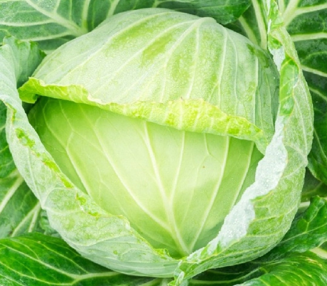 Golden Acre Cabbage Seeds | NON-GMO Cabbage Seeds | Fresh Heirloom ...