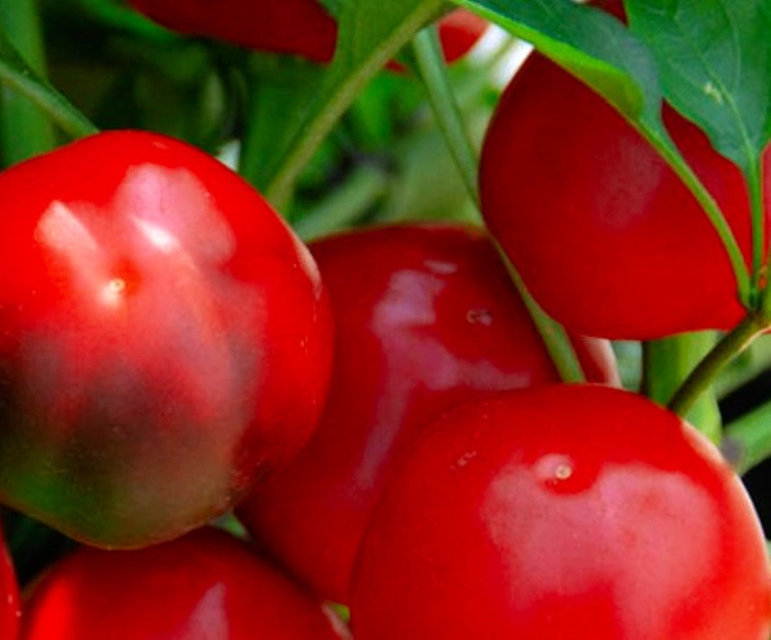 Red Cherry Sweet Pepper Seeds | NON-GMO | Heirloom | Fresh Garden Seeds ...