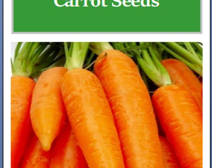 Chantenay Red Core Carrot Seeds for Planting NON-GMO Fresh Heirloom ...