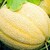 Italian Squash Zucchini Seeds | NON-GMO | Heirloom | Fresh Garden Seeds ...