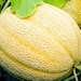 Italian Squash Zucchini Seeds | NON-GMO | Heirloom | Fresh Garden Seeds ...
