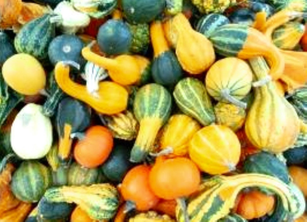 Small Mix Gourds Seeds | NON-GMO | Heirloom | Fresh Garden Seeds - Etsy