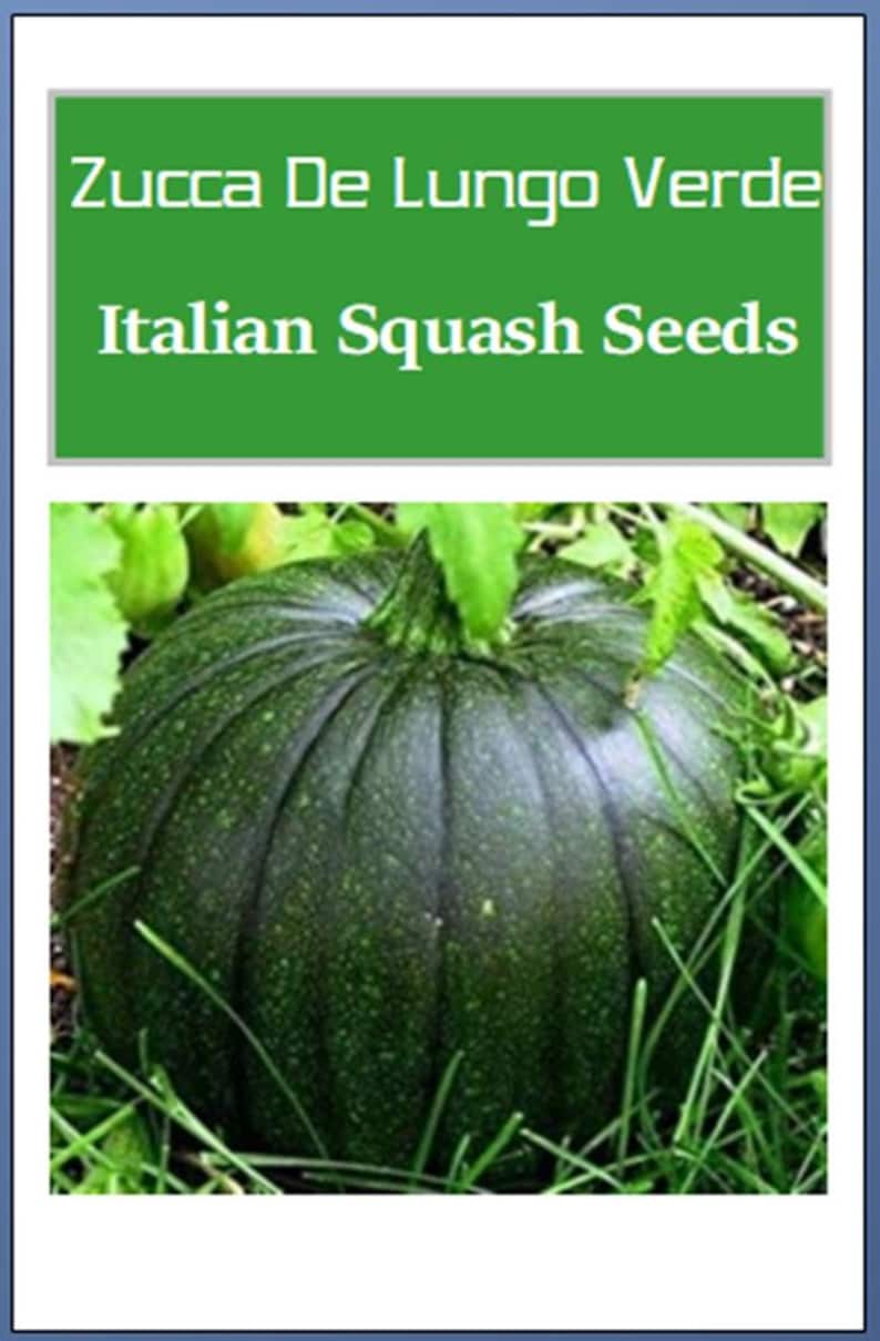 Italian Squash Zucca De Lungo Verde Seeds | NON-GMO | Fresh Garden ...