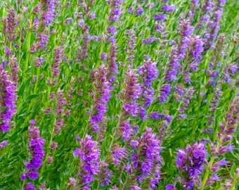 Agastache Giant Hyssop Lavender Blue Agastache Mexicana 100 - Etsy