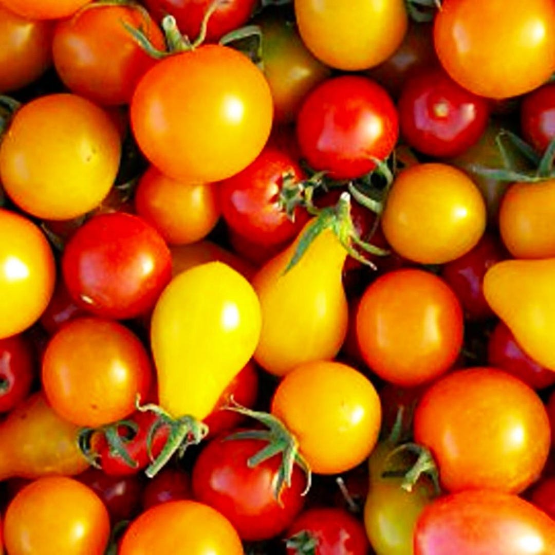 Rainbow Cherry Tomato Mix Seeds for Planting Fresh NON-GMO Heirloom ...