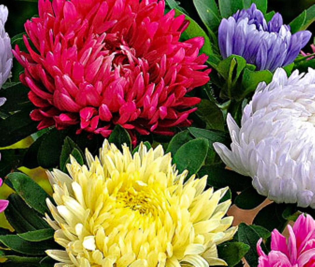 Powderpuff Mix Aster Seeds | NON-GMO | Heirloom | Fresh Flower Seeds - Etsy