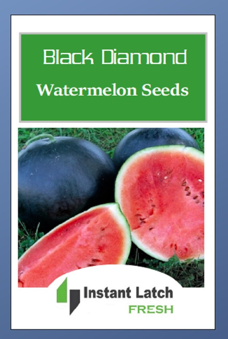 Black Diamond Watermelon Seeds NON-GMO Heirloom Fresh - Etsy