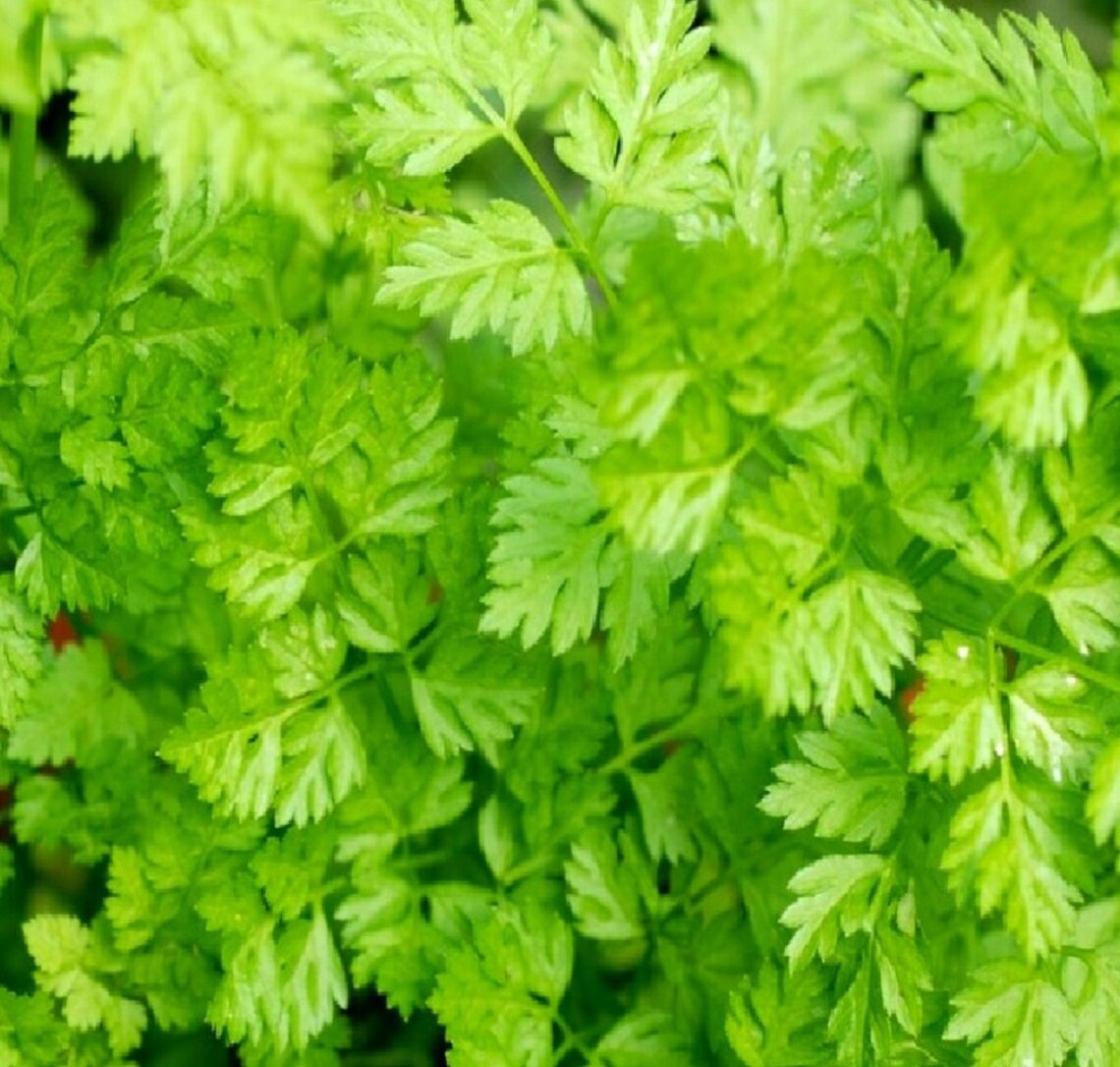 Curled Chervil Seeds: Fresh NON-GMO, Heirloom Garden Seeds - Etsy