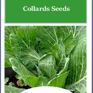 Vates Collards Seeds NON-GMO Heirloom Fresh Garden Seeds - Etsy