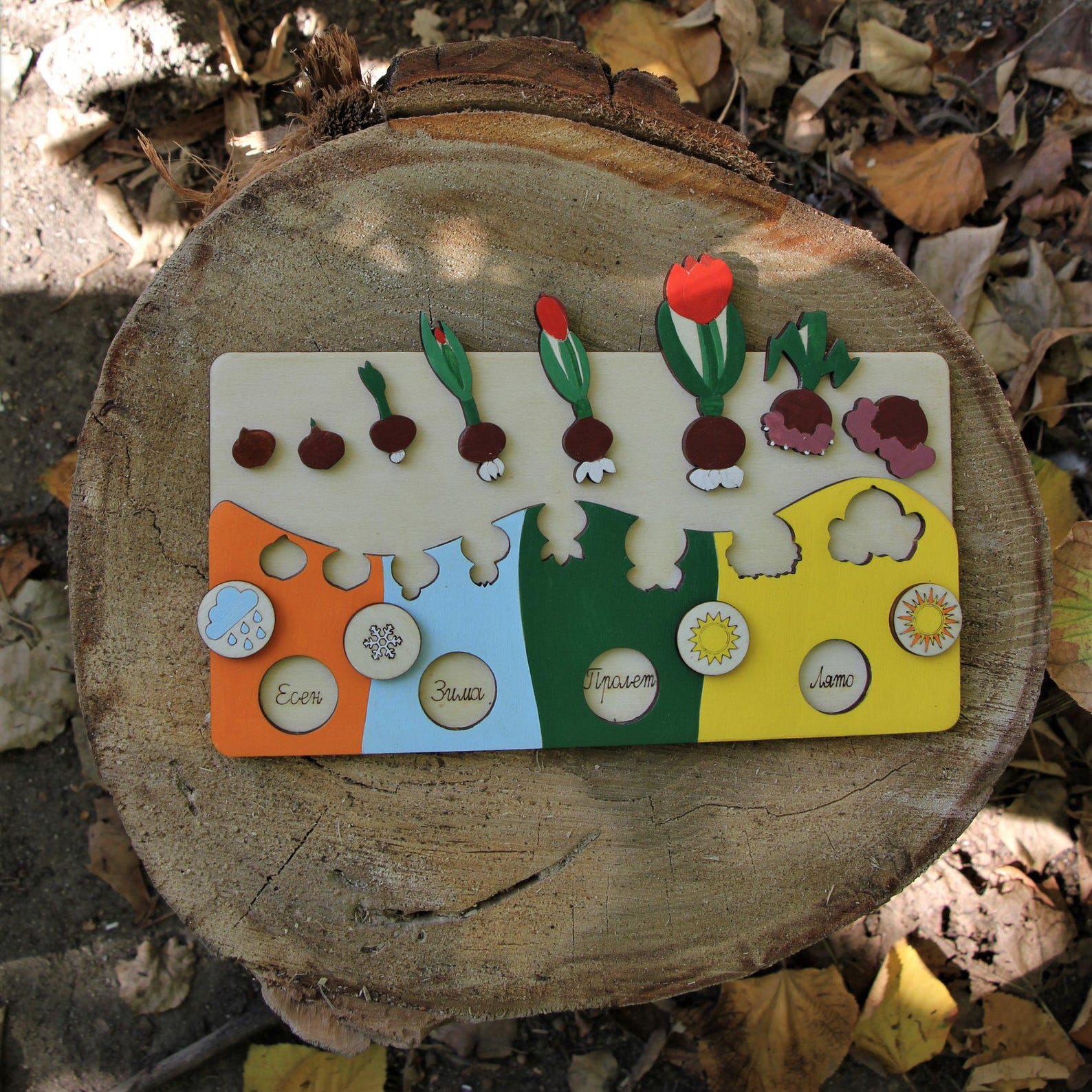 Montessori Tulip Life Cycle Puzzle – Hand-painted Wooden Spring Botany ...