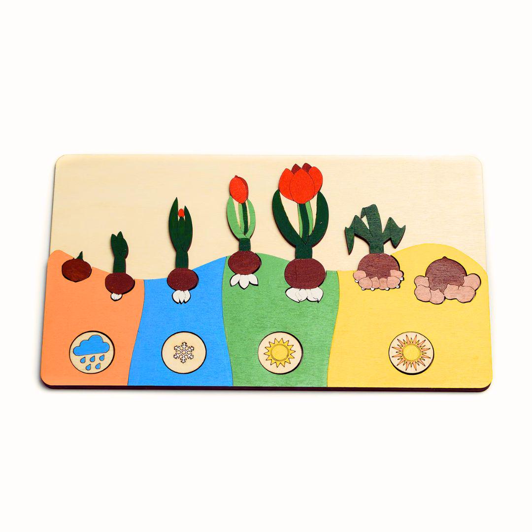 Montessori Tulip Life Cycle Puzzle – Hand-painted Wooden Spring Botany ...
