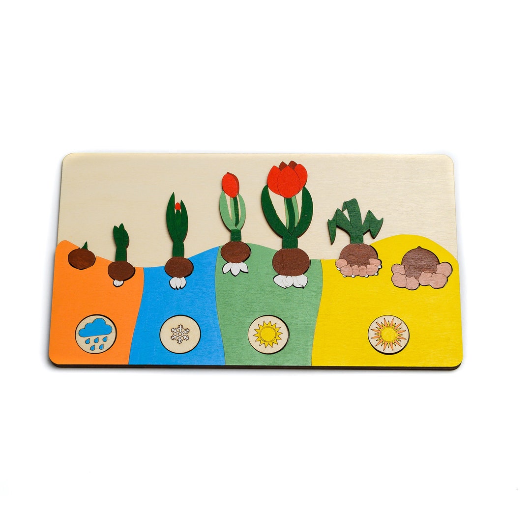 Tulip Growth Stages, Botany Material, Learning the Seasons, Montessori ...