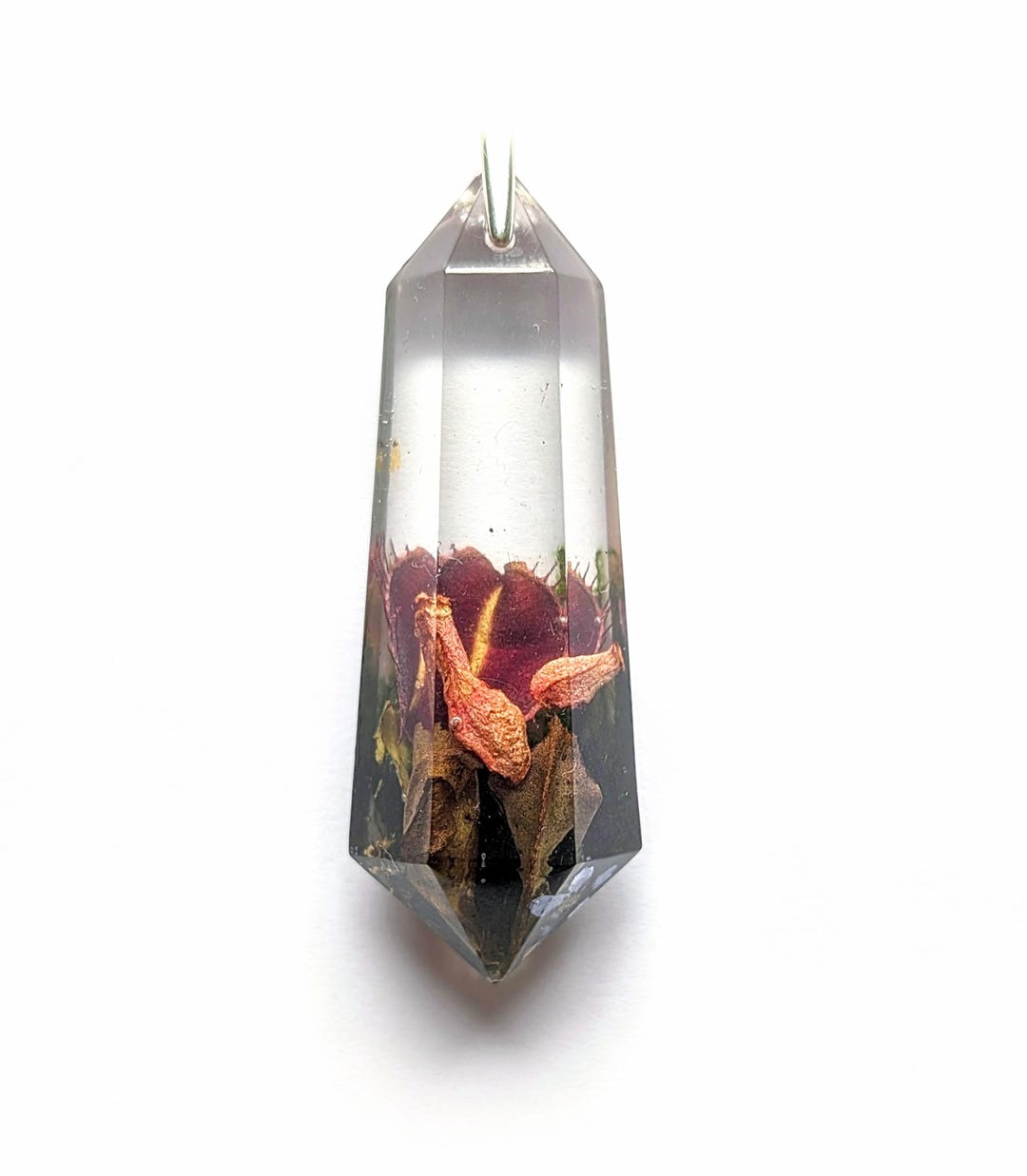 Real Preserved Venus Flytrap, Nepenthes 'bloody Mary' and Moss ...