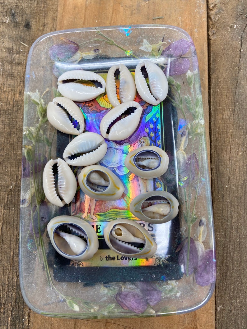 15 Shells for Braids or Dreads Cowrie Shells Hair Shells | Etsy