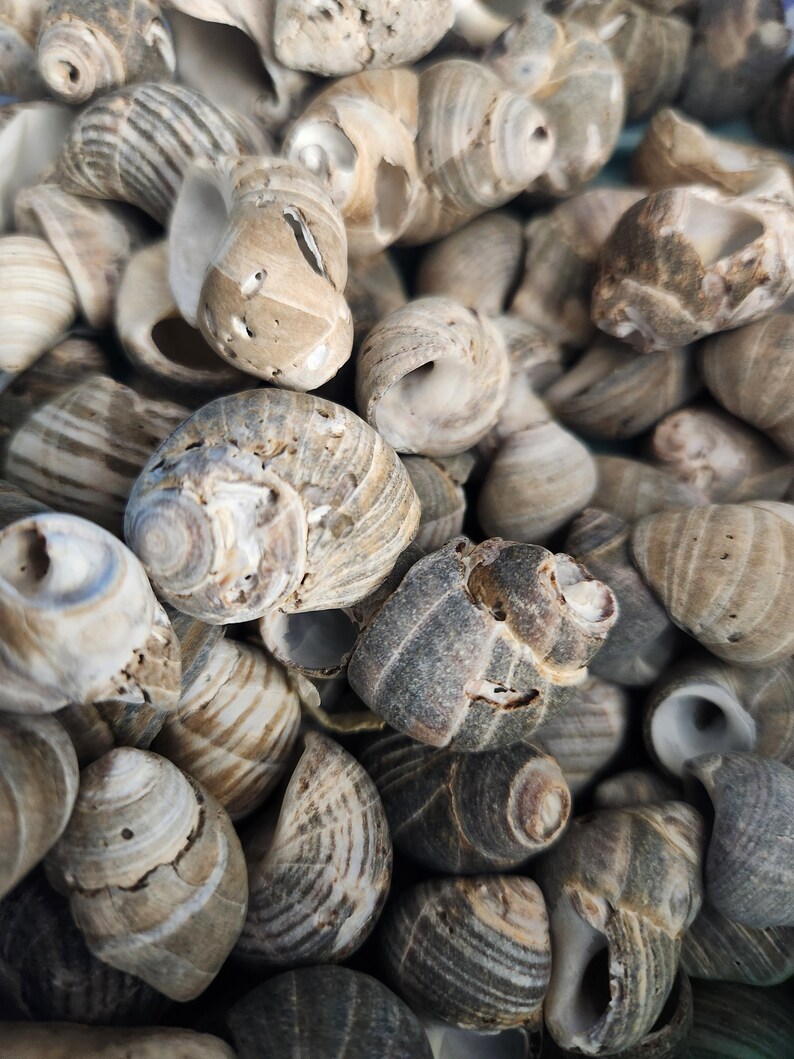 Periwinkle Shells ,empty Shells, Beach Shells - Etsy