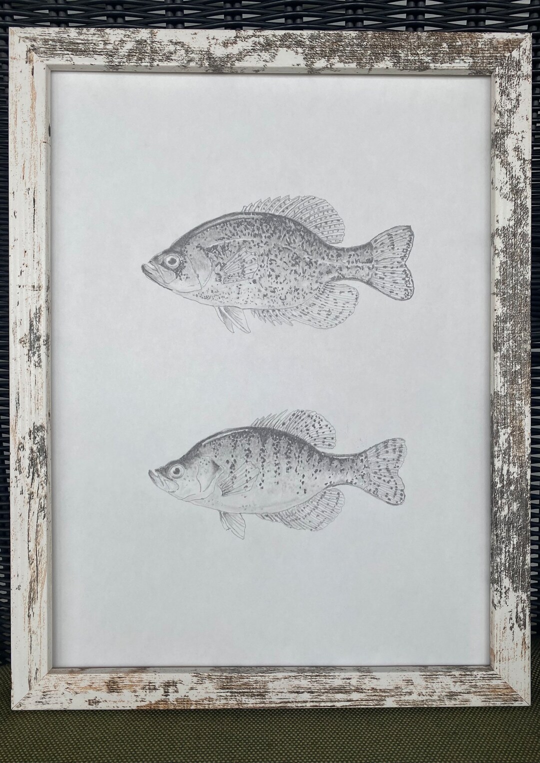 Hand Drawn 8.5x11 Fish Print Black and White Crappie Frame Available - Etsy