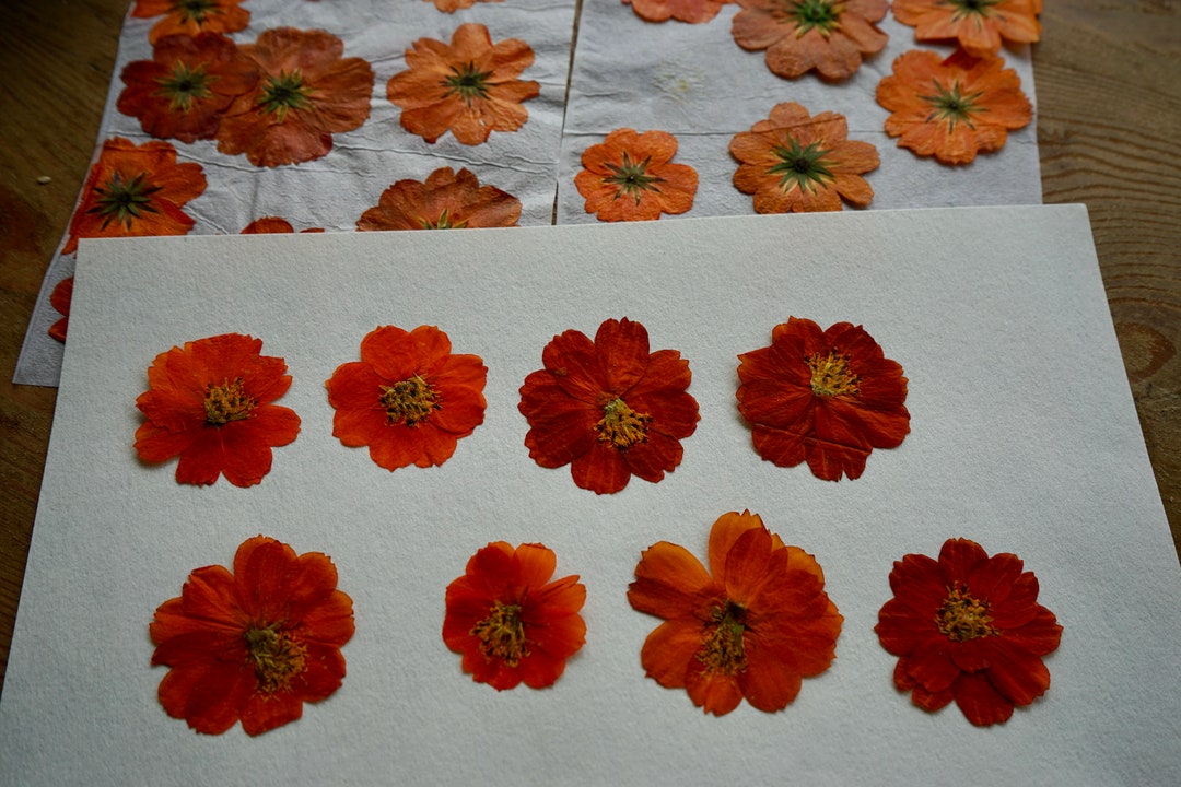Eco-printing Cosmos Flowers 10 Pack | Pressed and Dried for Botanical ...