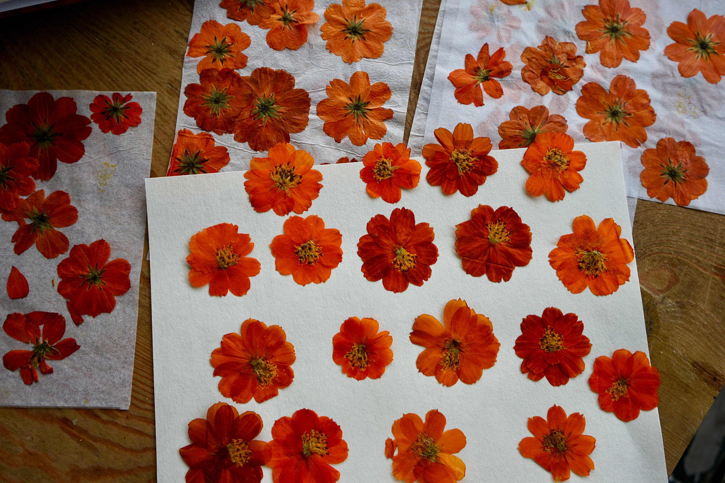 Eco-printing Cosmos Flowers 10 Pack | Pressed and Dried for Botanical ...