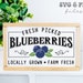 Blueberry Sign SVG Bundle, Farm Fresh Blueberries Svg, Local Blueberry ...