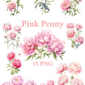 Watercolor Pink Peony Clipart: Floral PNG Set (digital Download) - Etsy