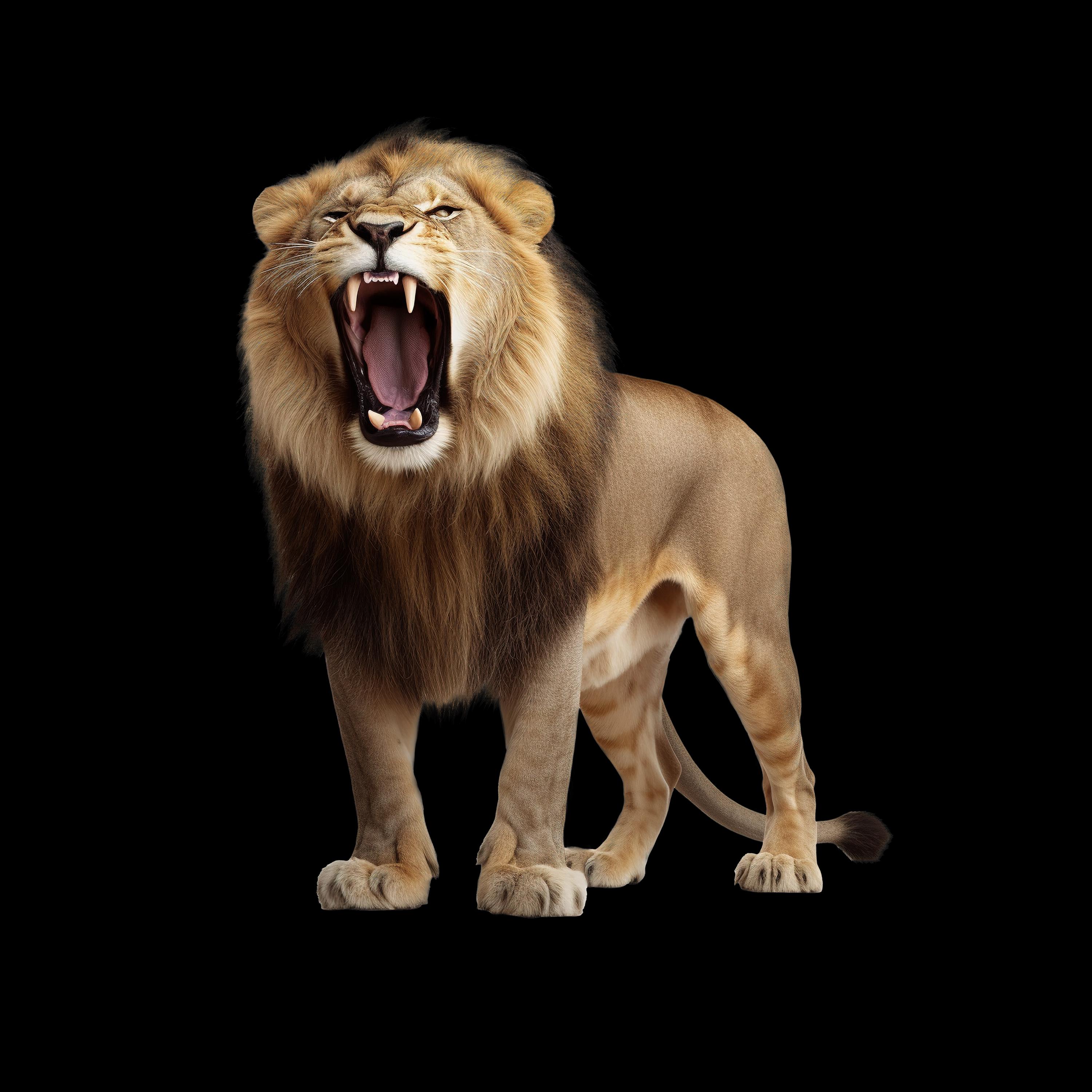 Lions Angry Png, 9 High Quality PNG Format Resolution Images at 300DPI ...