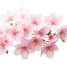 Watercolor Sakura Flower Clipart: 15 PNG Illustrations (digital ...