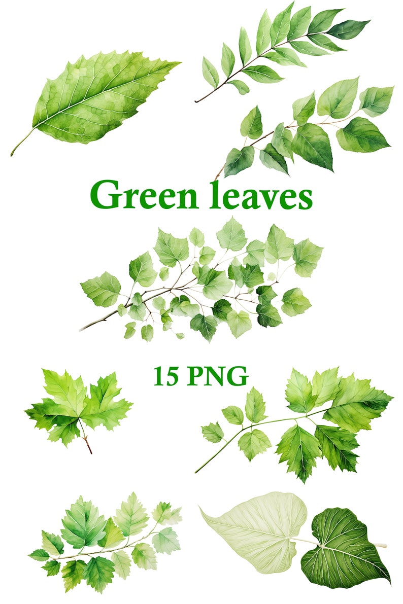 Watercolor Green Leaves Clipart: 15 PNG Illustrations (digital Download ...