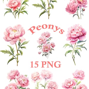 Watercolor Peonies Clipart: 15 PNG Flower Illustrations (digital ...
