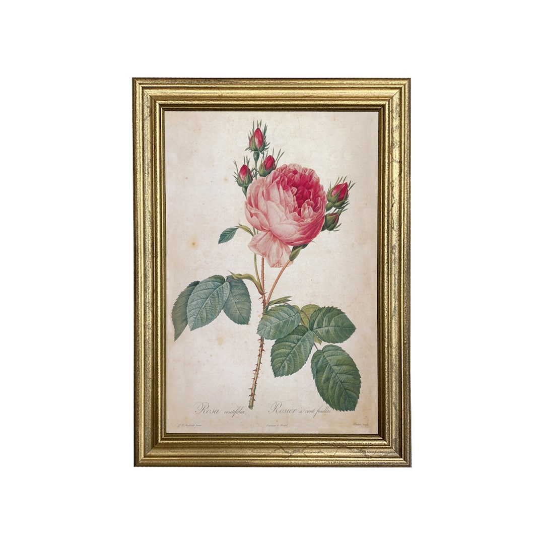 Cabbage Rose Rosa Centifolia Framed Print, Flower Print, Rose Print ...