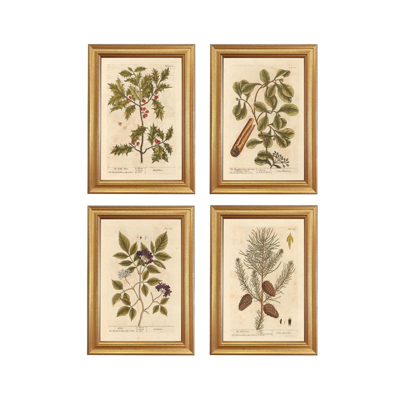 Framed Botanical Prints - Etsy