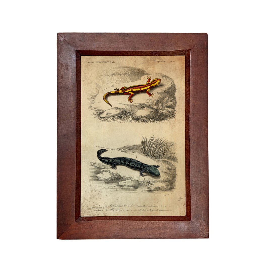 Salamander Illustration Reproduction Print, Framed Behind Glass, Rustic ...
