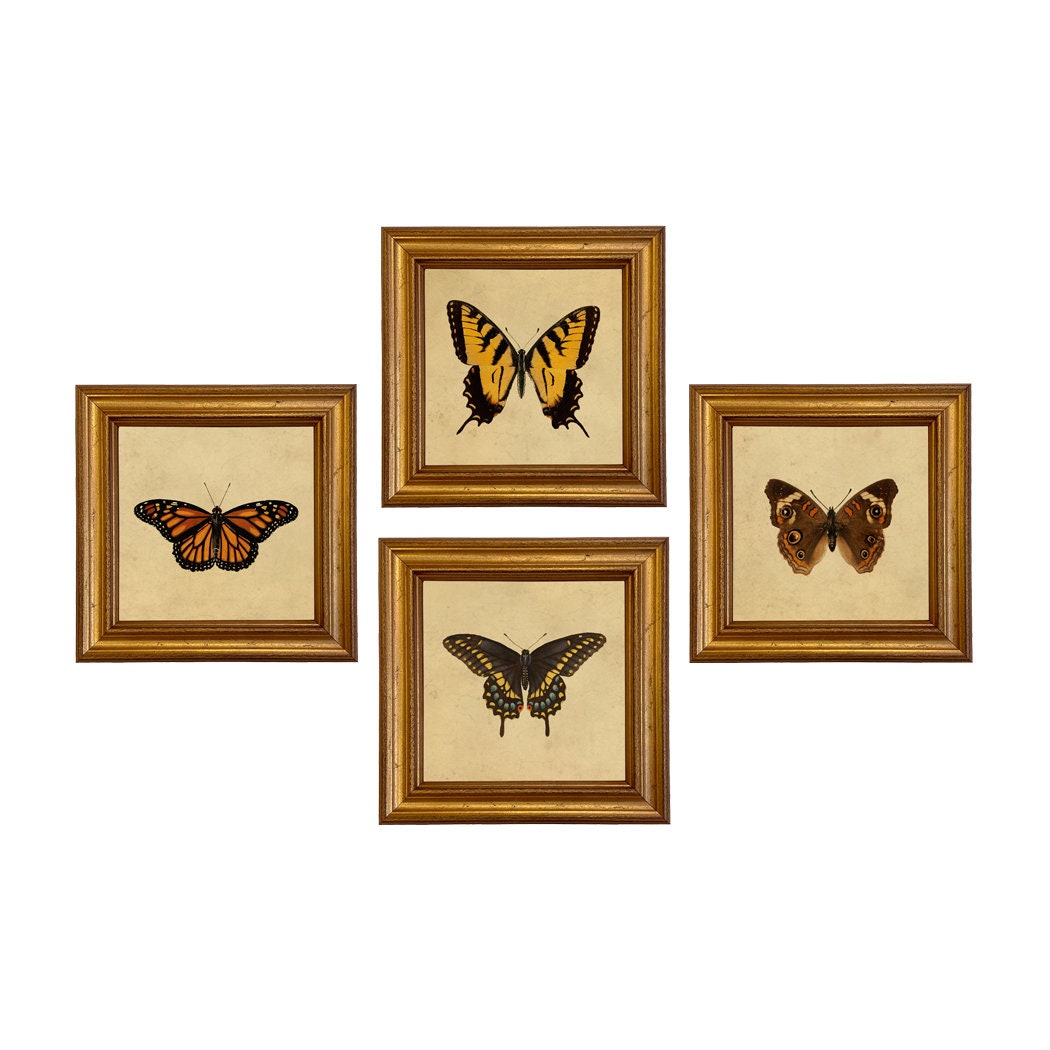 Set of 4 Vintage Style Butterfly Illustration Framed Prints ...