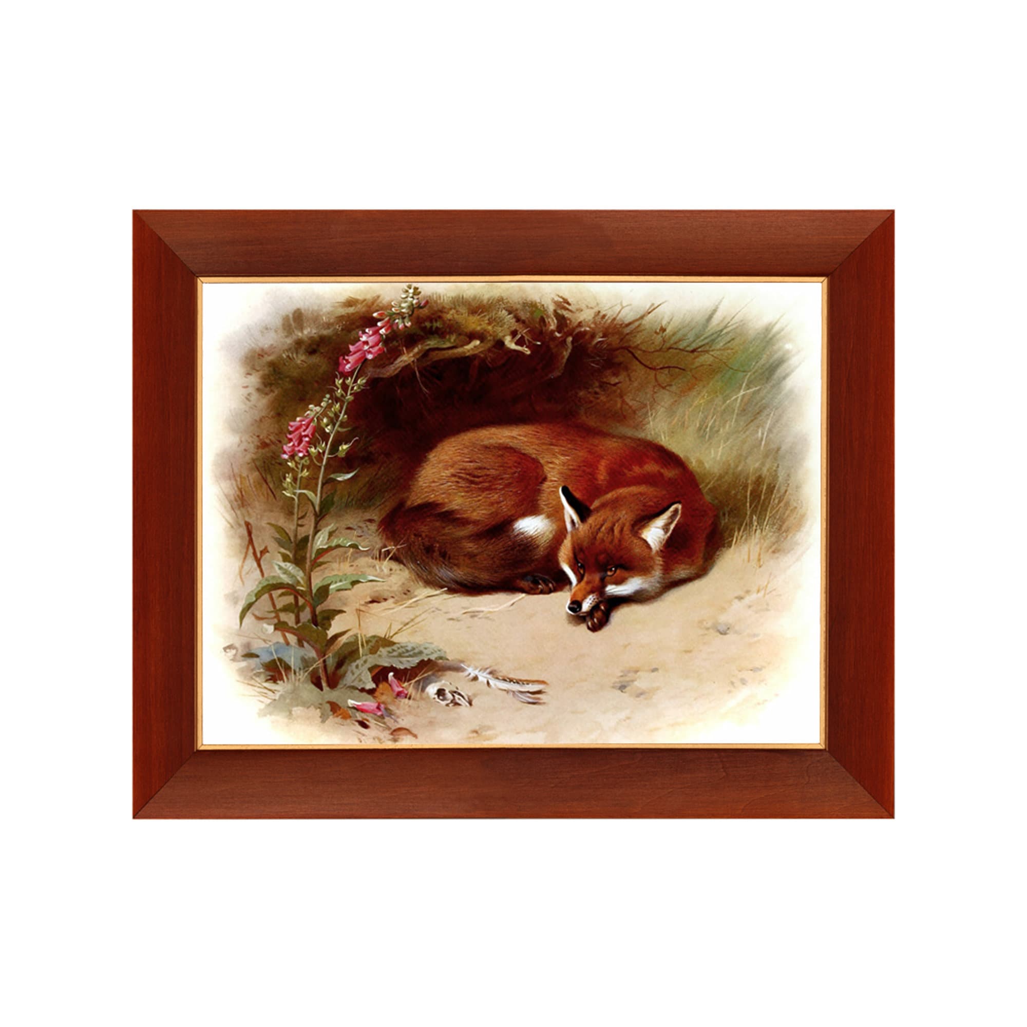 Red Fox Vintage Illustration Framed Print Behind Glass - Etsy