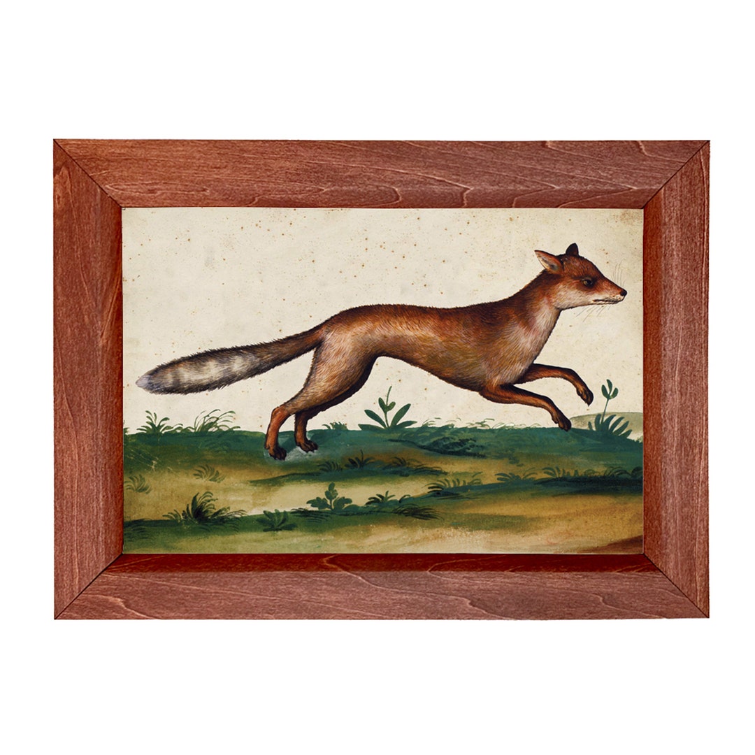 Red Fox Running Watercolor Antique Reproduction Print in Solid - Etsy