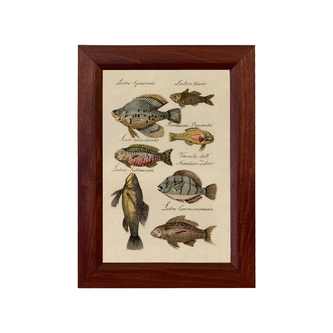 Framed Vintage Style Fish Print, Fish Illustration, Saltwater Fish ...