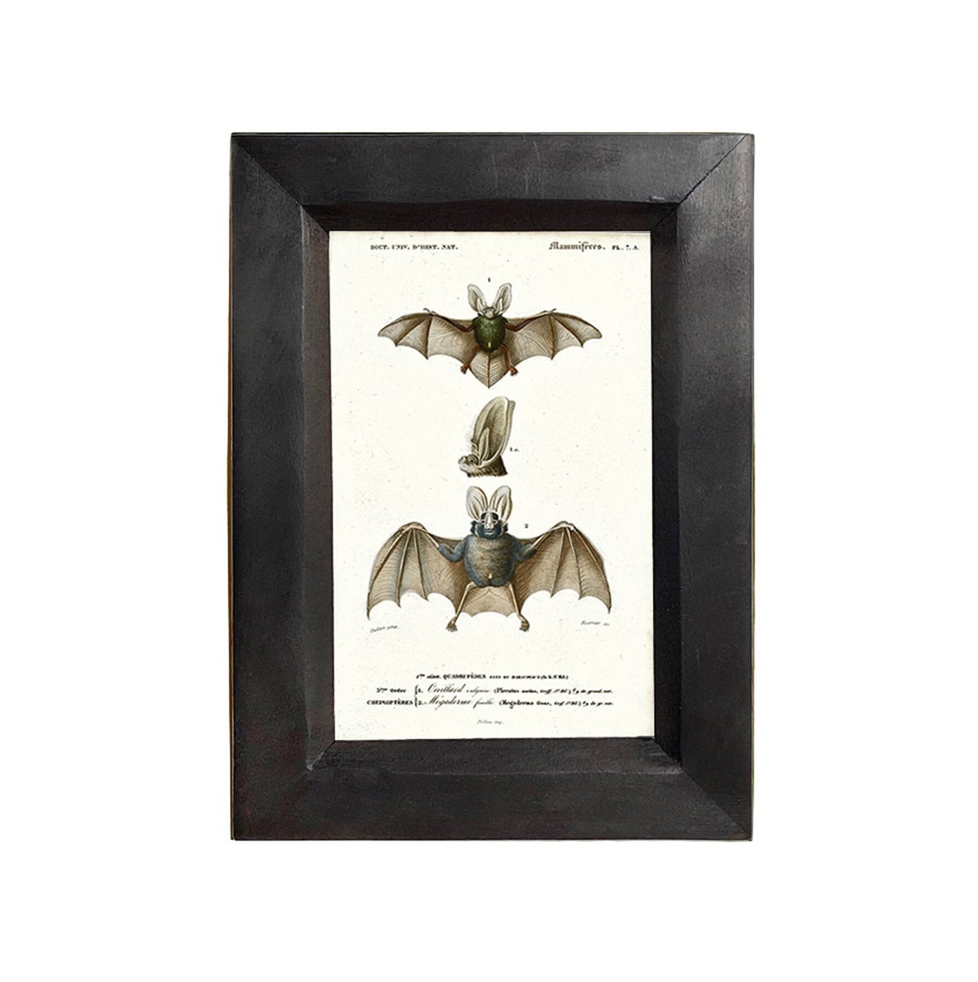 Framed Bat Print: Antique Style Zoological Illustration, Dark Academia ...