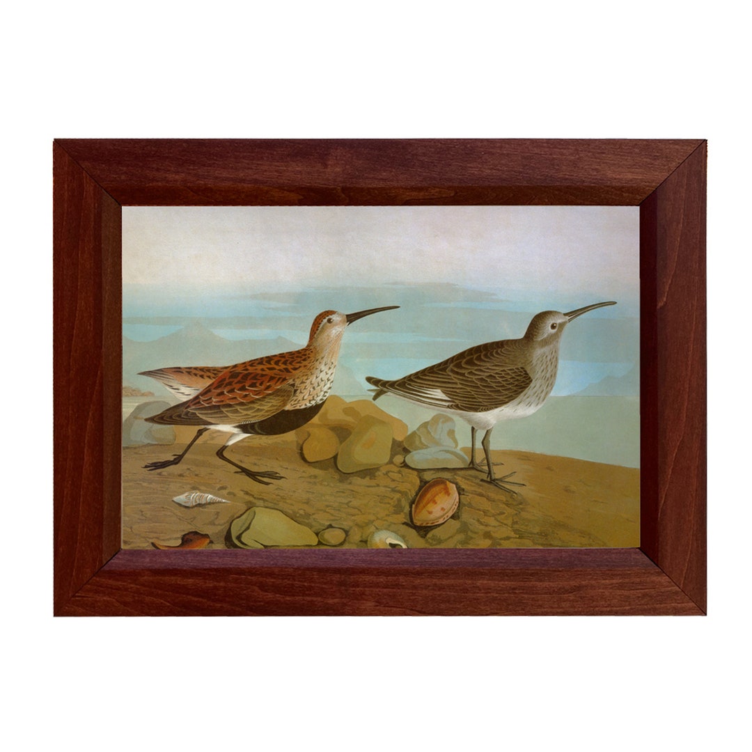 Red Back Sandpiper Vintage Color Illustration Framed Reproduction Print ...