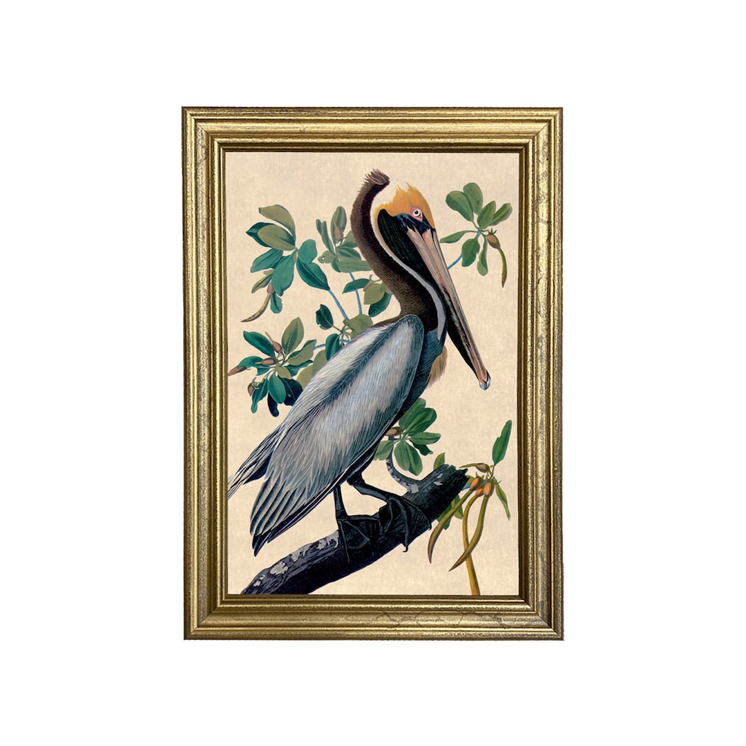 Brown Pelican Vintage Color Illustration Reproduction Framed Print ...
