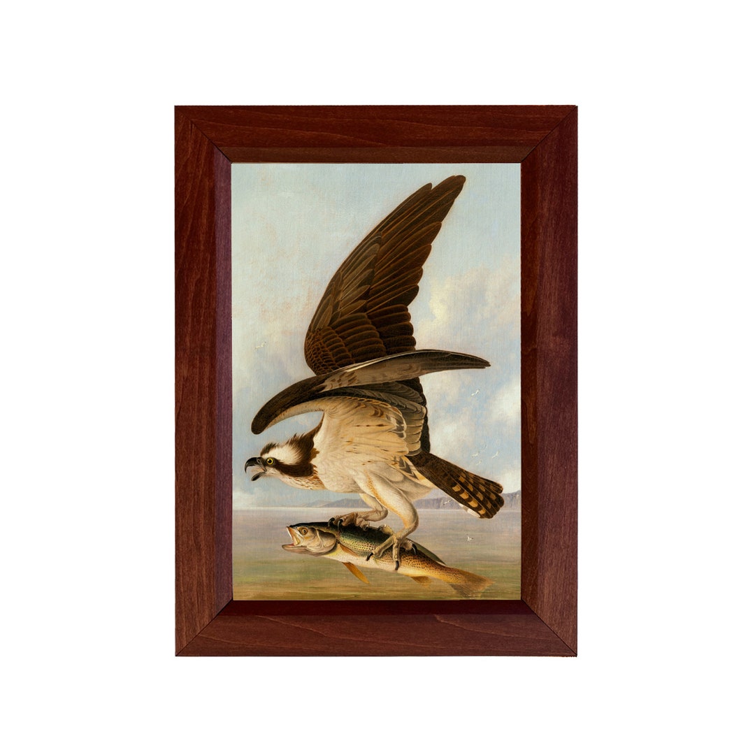 Osprey and Weakfish Audubon Vintage Color Illustration Reproduction ...