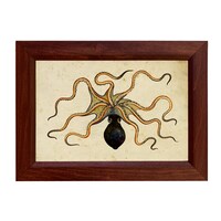 Octavia Common Octopus Portrait Cephalopod Medieval Illuminated ...
