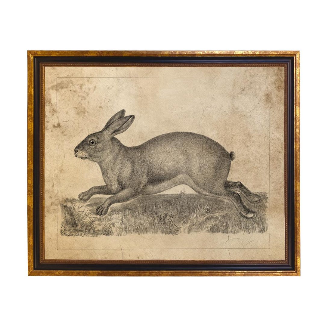 Vintage Brown Hare Illustration: Framed Rabbit Print, Spring Nursery ...