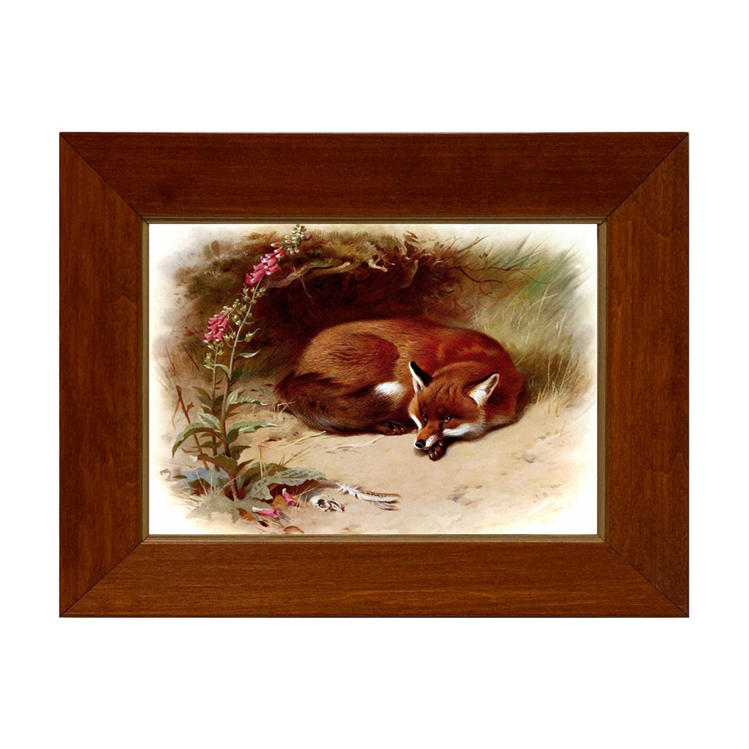 Red Fox Vintage Illustration Framed Print Behind Glass - Etsy