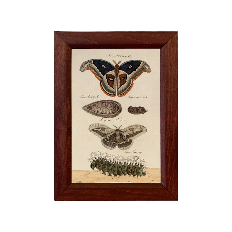 Antique Moth Print - Etsy