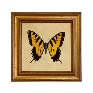 Set of 4 Vintage Style Butterfly Illustration Framed Prints ...