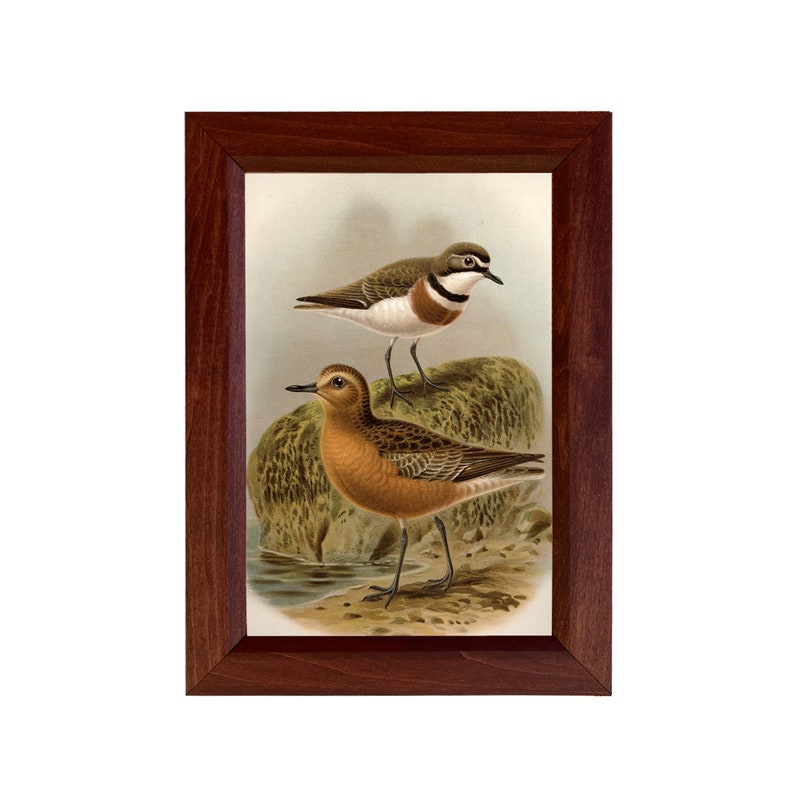 Shore Birds - Etsy