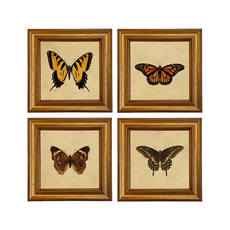 Framed Butterflies - Etsy