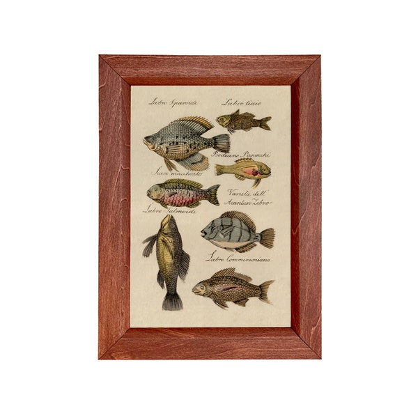 Antique Fish Print - Etsy