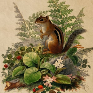 Woodland Chipmunk Cottagecore Framed Reproduction Print, Nursery, Cabin ...
